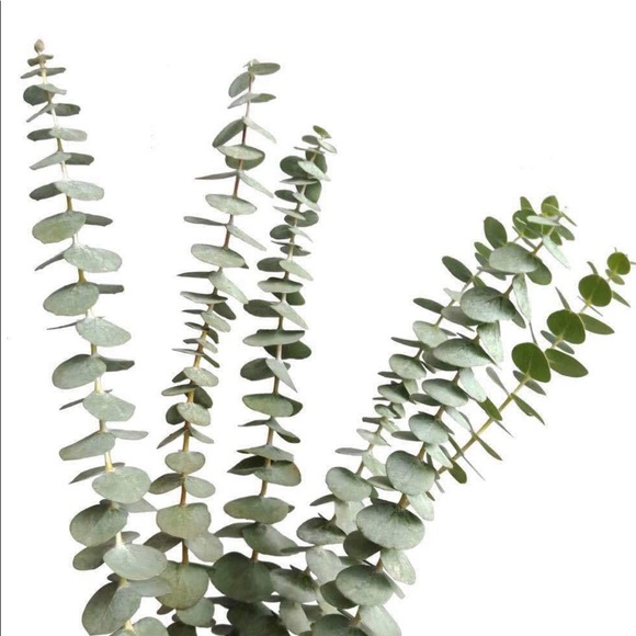 Other | Eucalyptus Sprigs Fresh Real | Poshmark